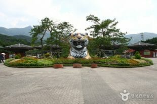 5 Cute and Unique Animals in Korea That You Need to Know! | uBitto