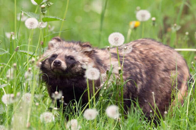 5 Cute and Unique Animals in Korea That You Need to Know! | uBitto